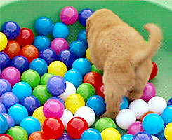 13 Dogs Having a Ball in Ball Pits | Rover.com