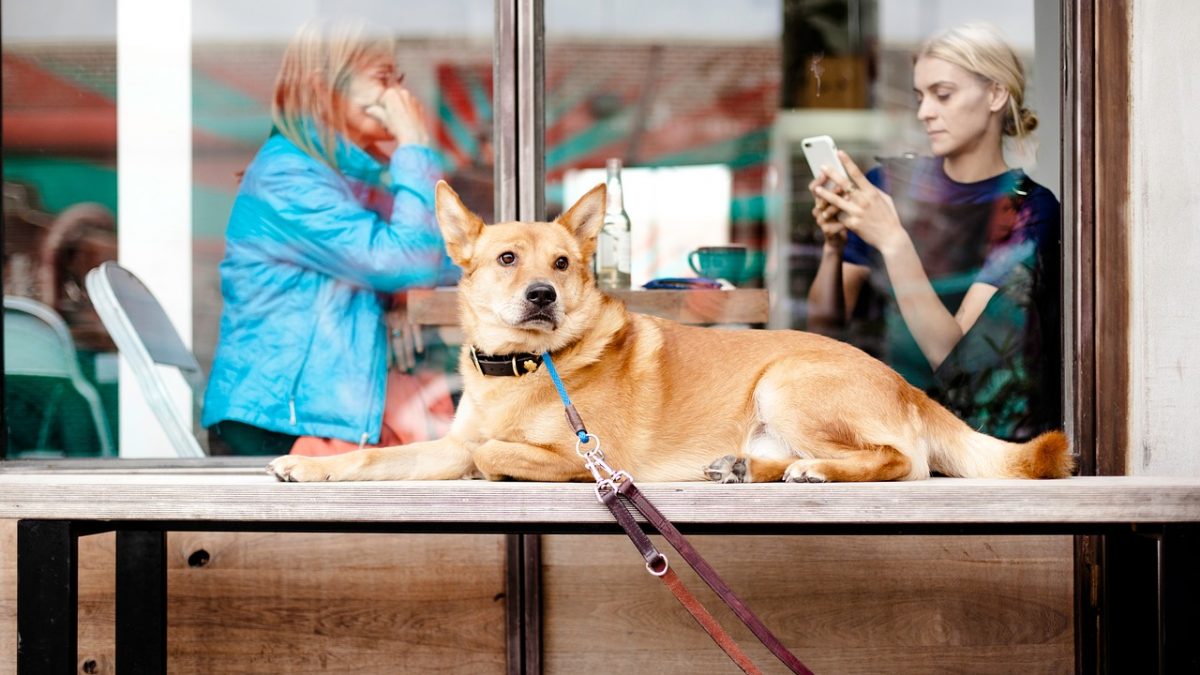 Best 12 Dog-Friendly Seattle Restaurants & Bars to Visit