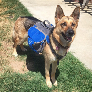 8 Cute Dogs Modeling Back-to-School Fashions | The Dog People by Rover.com