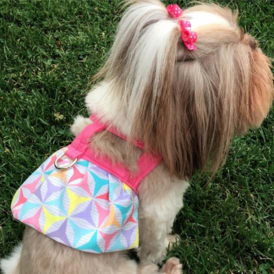 8 Cute Dogs Modeling Back-to-School Fashions | The Dog People by Rover.com