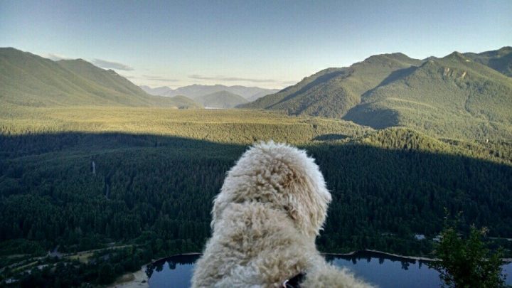 Sustainable Pet-Friendly Living: Our Favorite Tips & Tricks