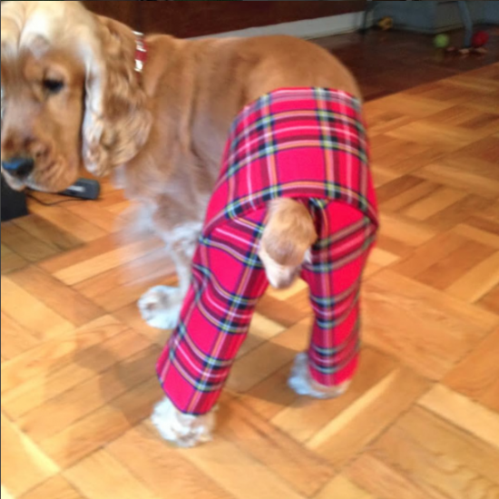 8 Cute Dogs Modeling Back-to-School Fashions | The Dog People by Rover.com