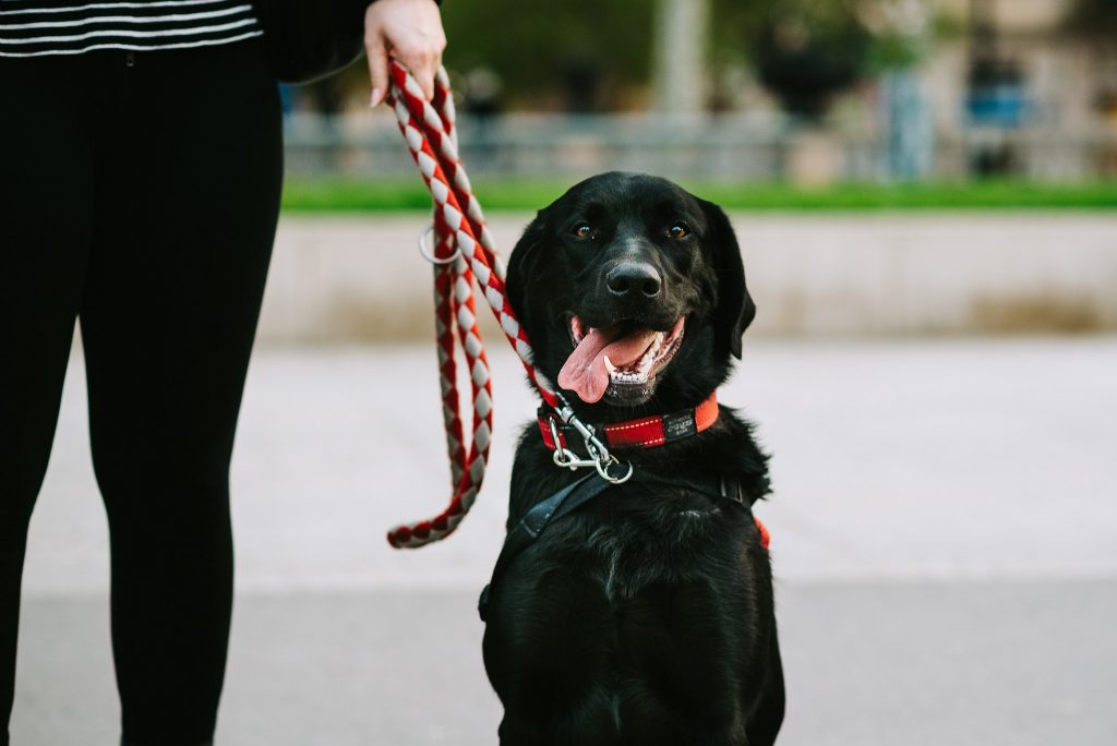 Busting the Myths About Black Dogs | The Dog People by Rover.com