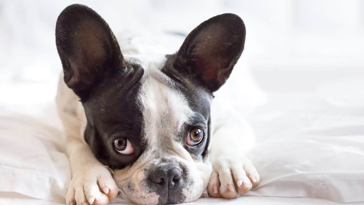 What Does Dog Proofing Really Mean? | The Dog People by Rover.com