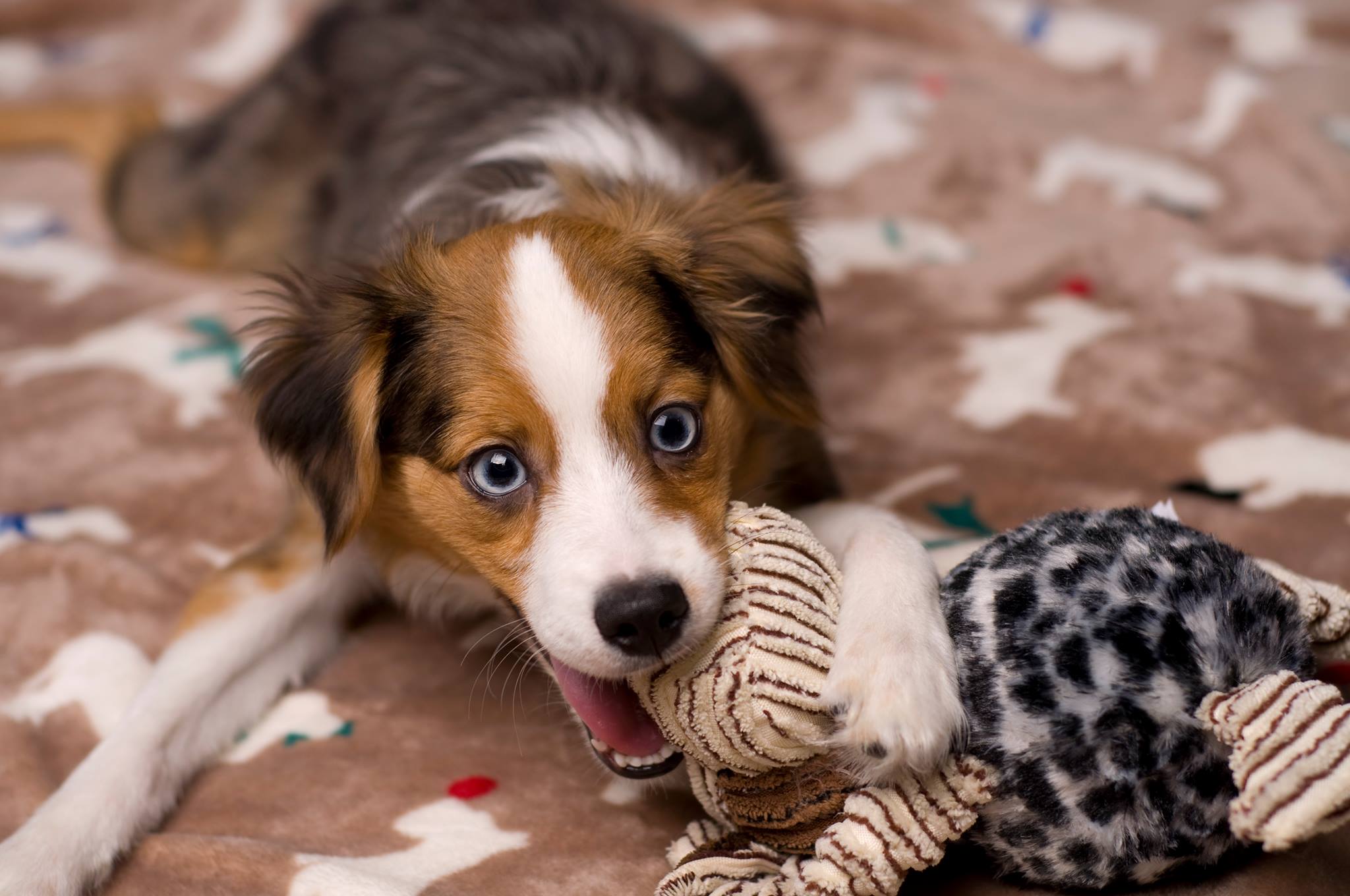 Dogs Living with Birth Defects: 8 Inspiring Ones You'll Adore