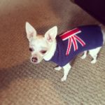 15 Bad Ass Dog Costumes for Punk Rock Day | The Dog People by Rover.com