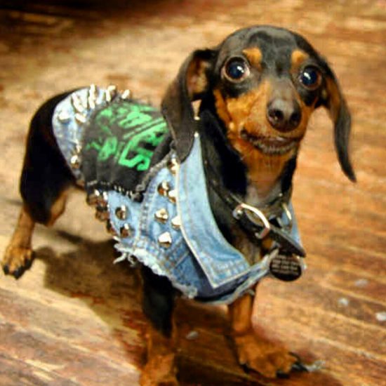 15 Bad Ass Dog Costumes for Punk Rock Day | The Dog People by Rover.com