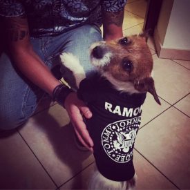 15 Bad Ass Dog Costumes for Punk Rock Day | The Dog People by Rover.com