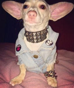 15 Bad Ass Dog Costumes for Punk Rock Day | The Dog People by Rover.com