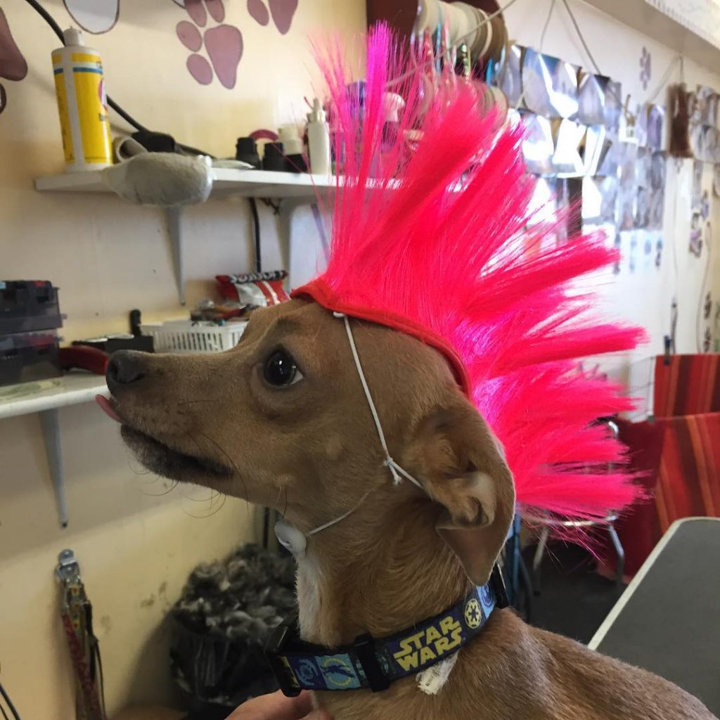 15 Bad Ass Dog Costumes for Punk Rock Day | The Dog People by Rover.com