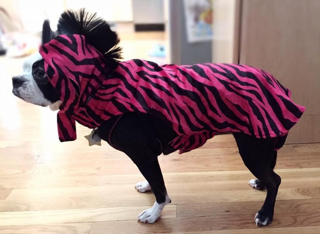 15 Bad Ass Dog Costumes for Punk Rock Day | The Dog People by Rover.com
