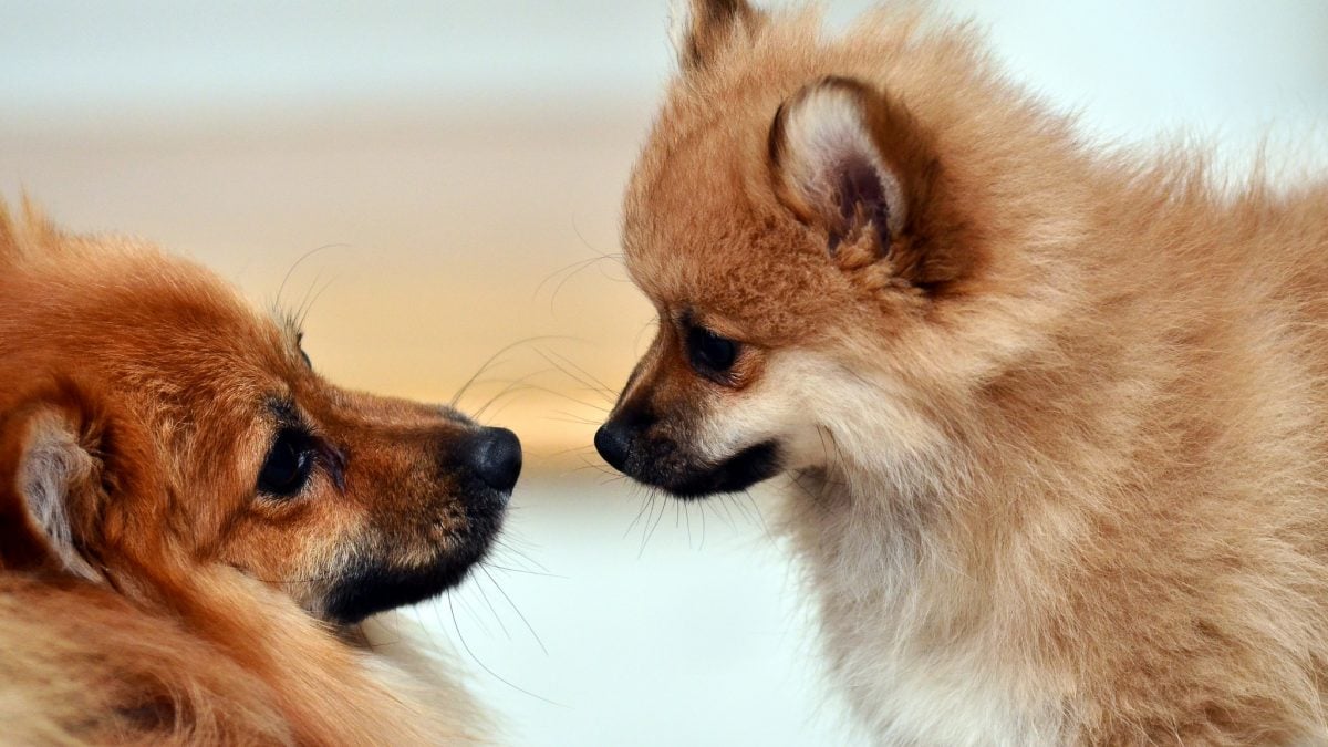 8 consejos para socializar a tu perro con otros perros y humanos | The ...