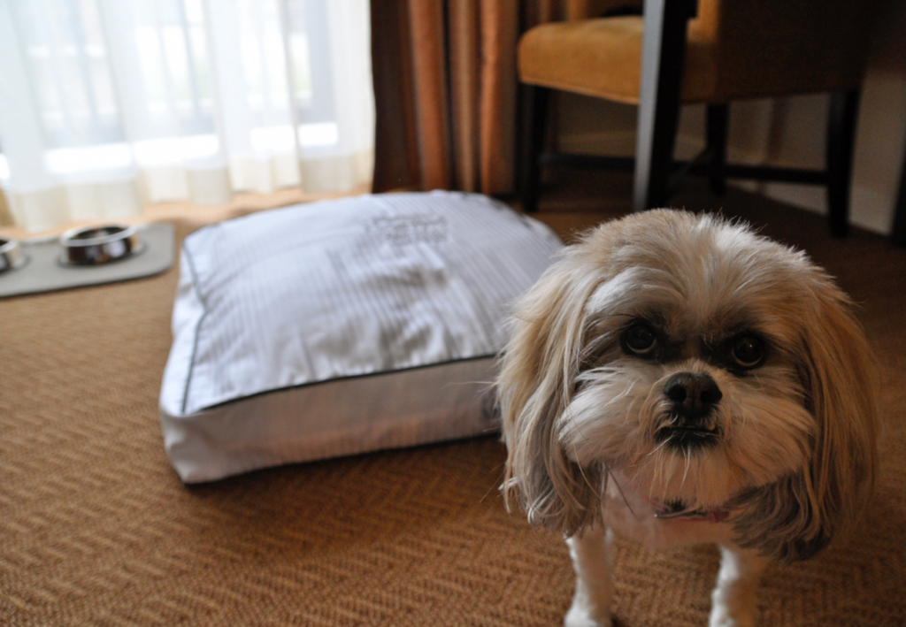 Pet-Friendly Rentals: How to Snag Yours in a Competitive Market