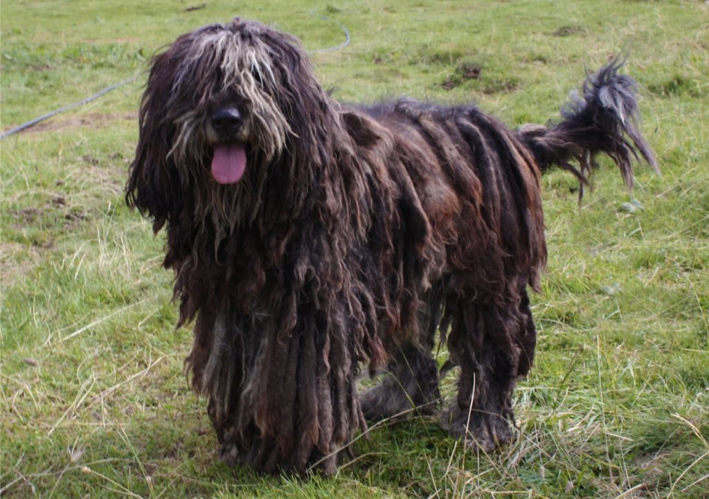 Weird-Looking Dogs: 9 Pups So Original They'll Make You Smile