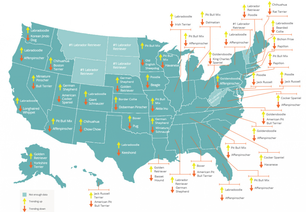 How To Choose a Dog Breeder