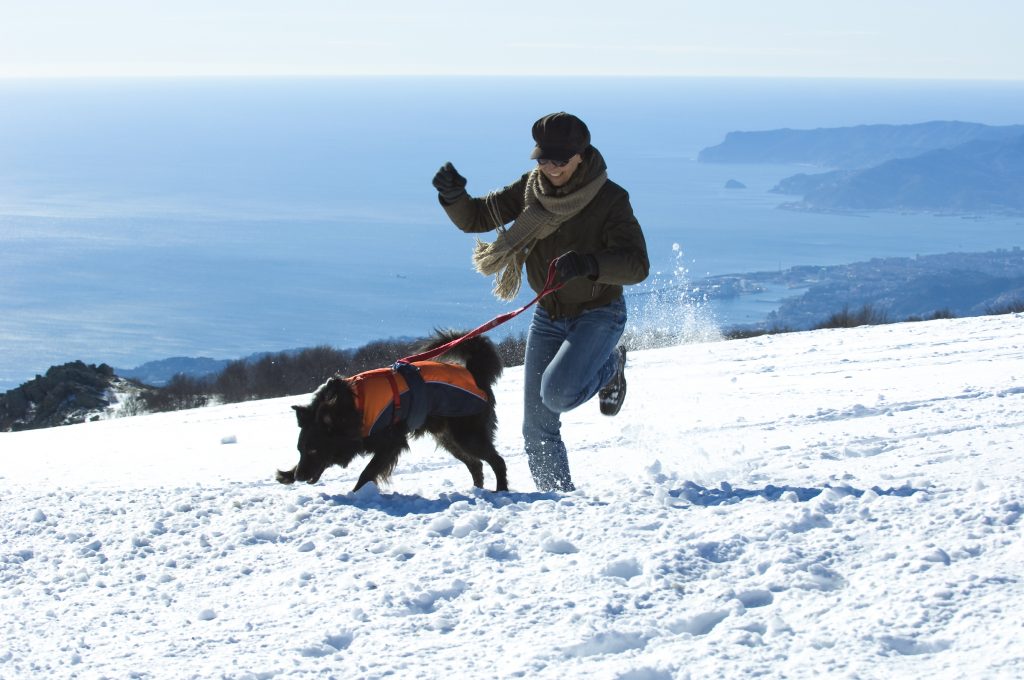 Top 10 Best Dog Destinations in Colorado | The Rover Blog