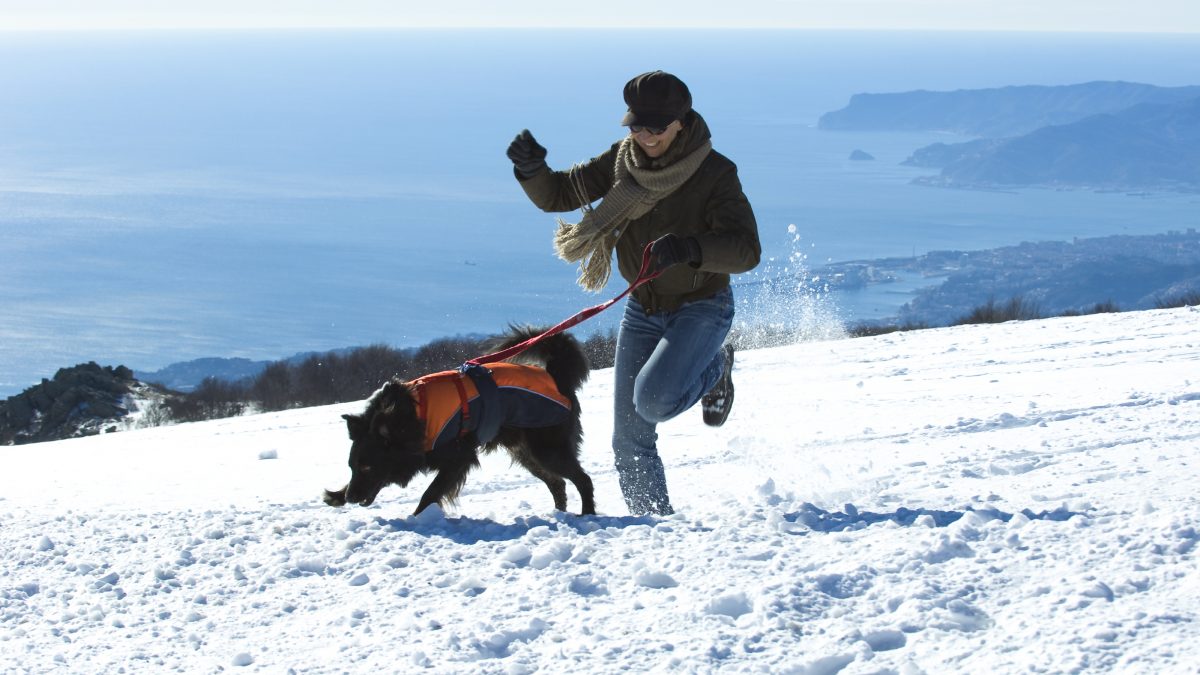 Top 10 Best Dog Destinations in Colorado | The Rover Blog