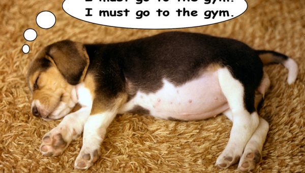 How to Hypnotize a Dog in 5 Easy Steps | Rover Blog