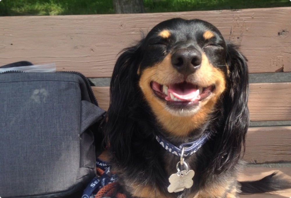 I've Watched 62 Dogs on Rover! | The Dog People by Rover.com