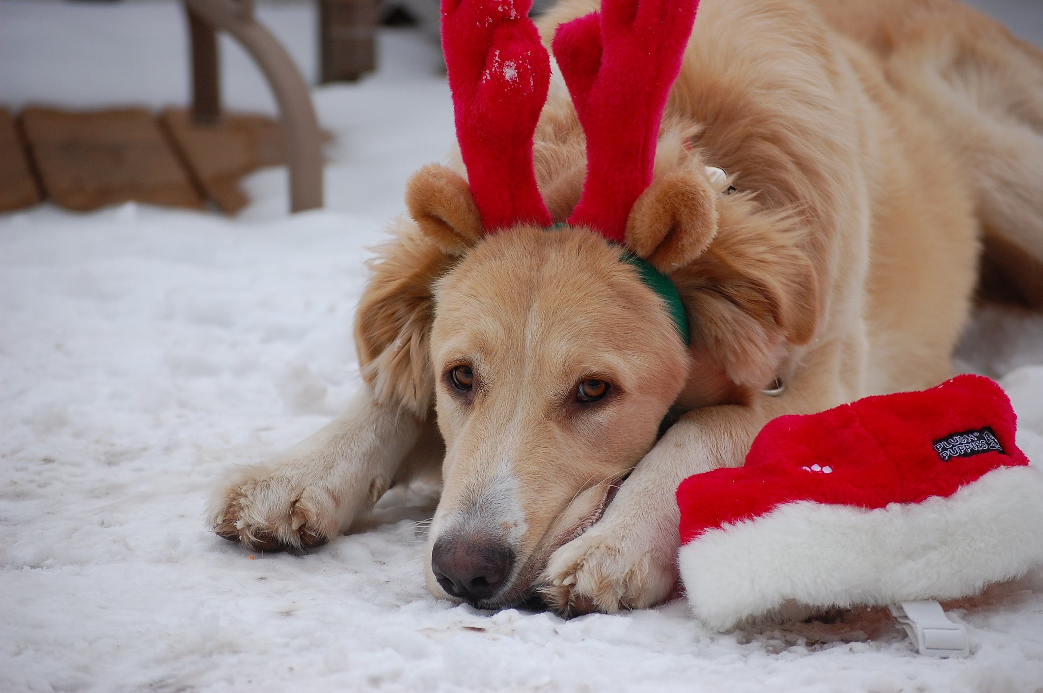 8 Adorable Gifts for Dogs (the Cuteness is off the Charts) | The Dog ...