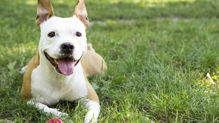 200 Popular Country Dog Names