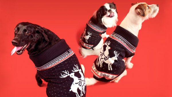 9 Matching Dog/Human Fashion Trends You Probably Can't Resist | The Dog ...