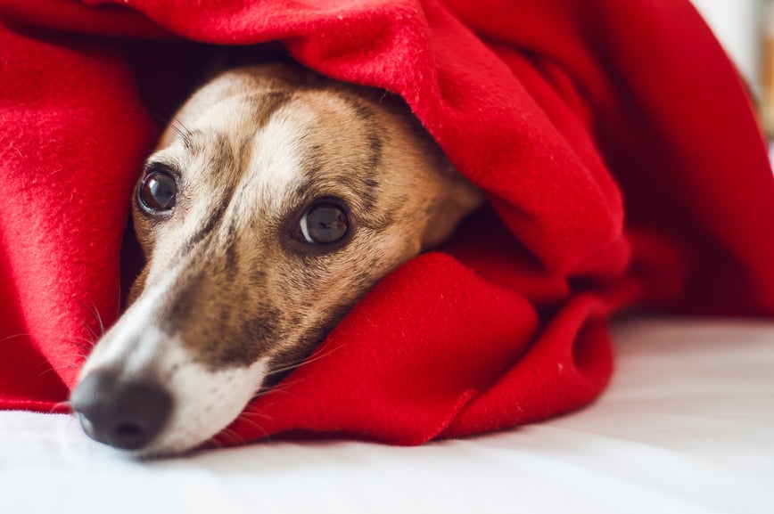 Sad Puppy Dog Images
