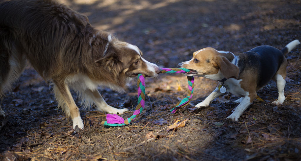 How to Create Your Safety Plan | The Dog People by Rover.com