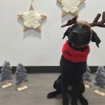 Rover's Office Dogs Say Happy Holidays To You & Yours!