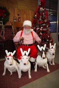 Dogs & Santa Photos: 12 Fun Pics to Up Your Holiday Spirit