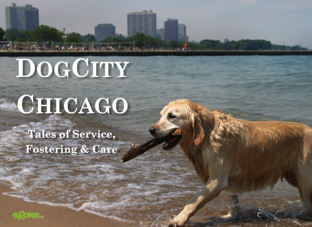 Amazing Chicago Dog Lovers are Changing the World, One Pet at a Time