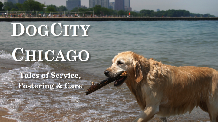 Amazing Chicago Dog Lovers are Changing the World, One Pet at a Time