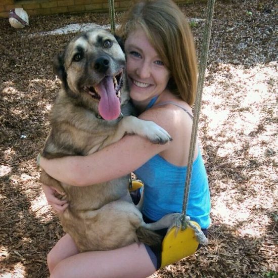 18 Dogs on Swings to Make Your Day | The Rover Blog
