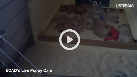 8 Adorable Puppy Cams To Obsess Over | The Dog People by Rover.com