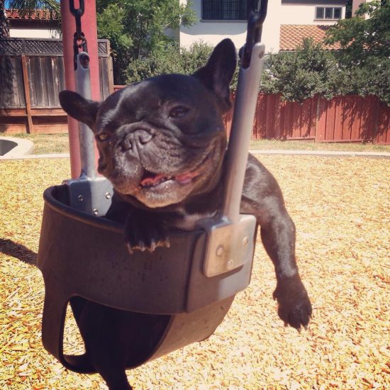 18 Dogs on Swings to Make Your Day | The Dog People by Rover.com