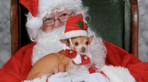 Dogs & Santa Photos: 12 Fun Pics to Up Your Holiday Spirit