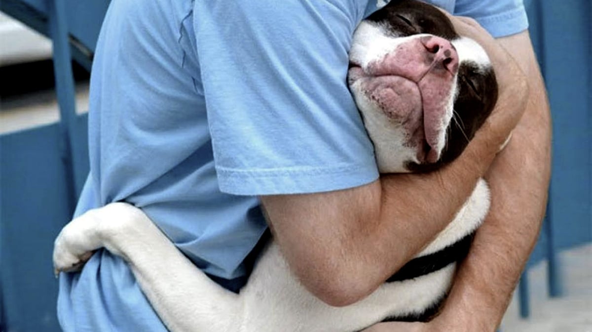 12 Dogs Ridiculously Happy Because Their Person Came Home | The Dog ...