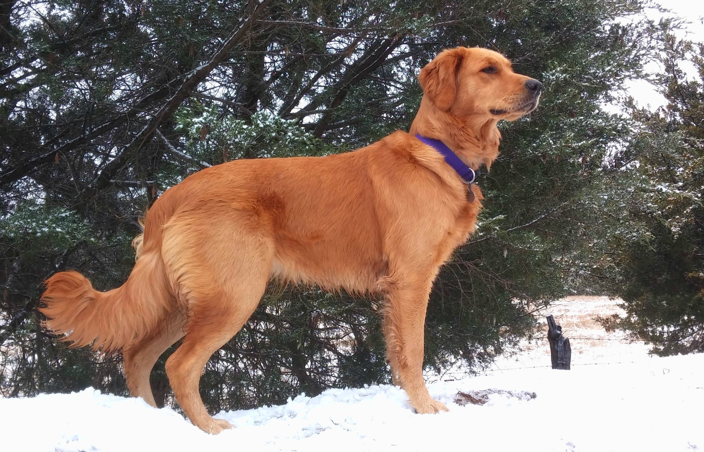 Adopting a Working Dog: Everything You Need to Know