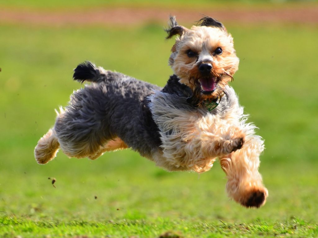 6 Tips for Running with Your Dog | The Dog People by Rover.com
