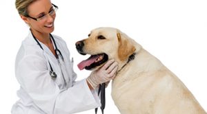 Important: Here's How to Check Your Dog for Skin Cancer | The Dog ...
