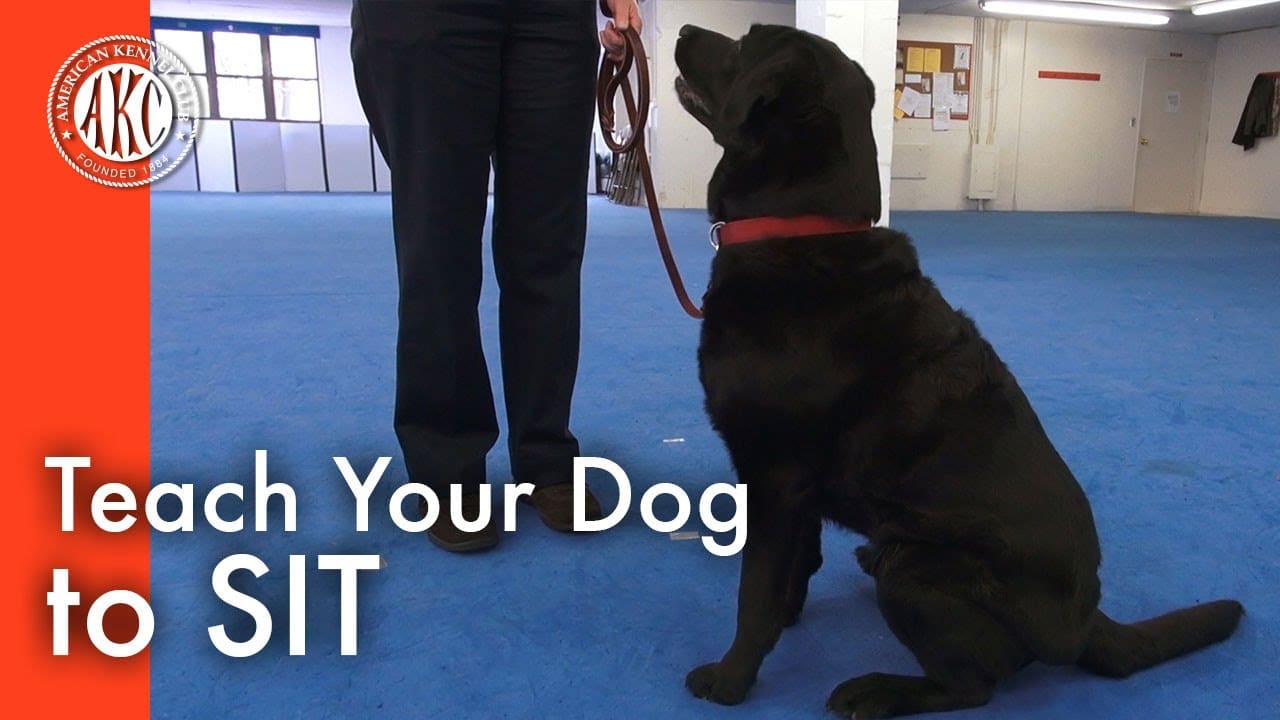How To Train A Labrador Retriever Puppy To Sit