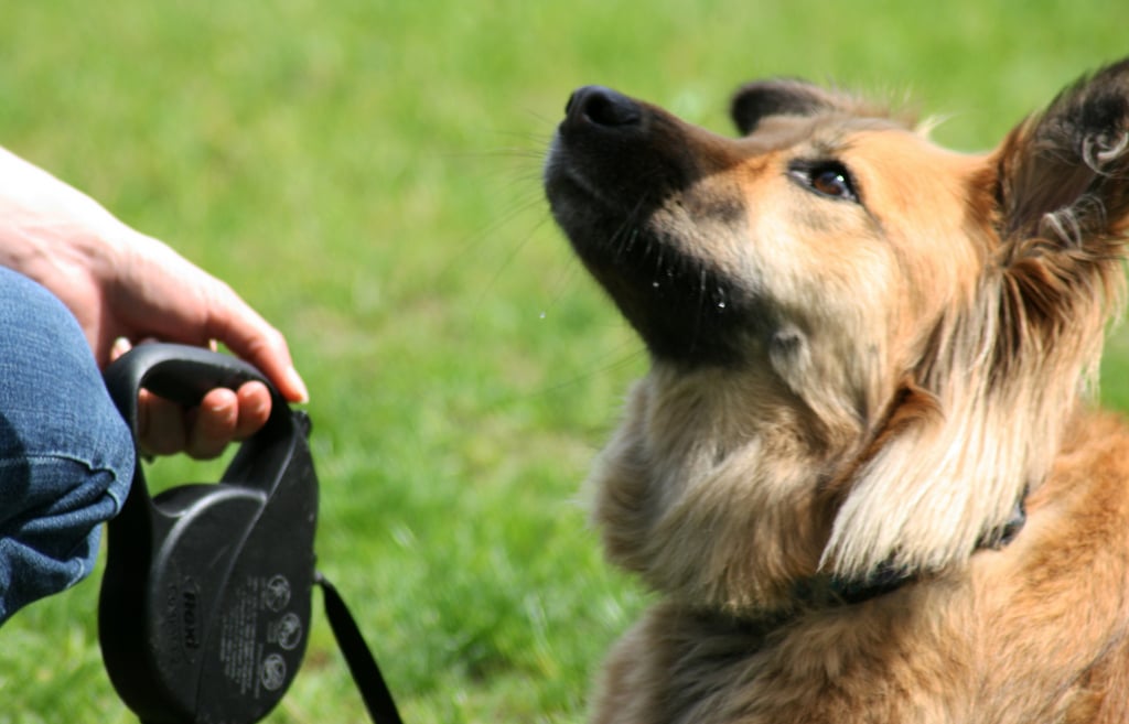Dog Training Tips 7 Essential Commands To Teach Your New Dog Dog Training Tips 7 Essential Commands To Teach Your New Dog