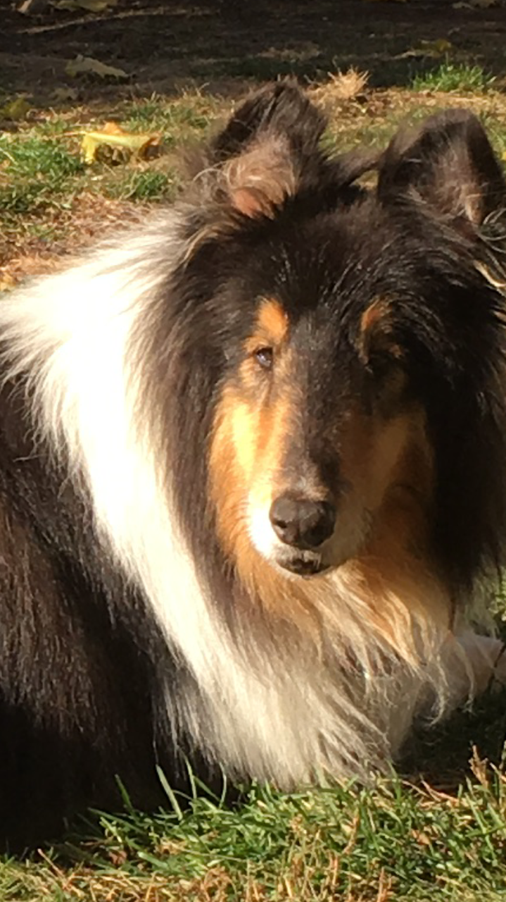 The Incredibly True Story of Ben and His Amazing Sitter | The Dog ...