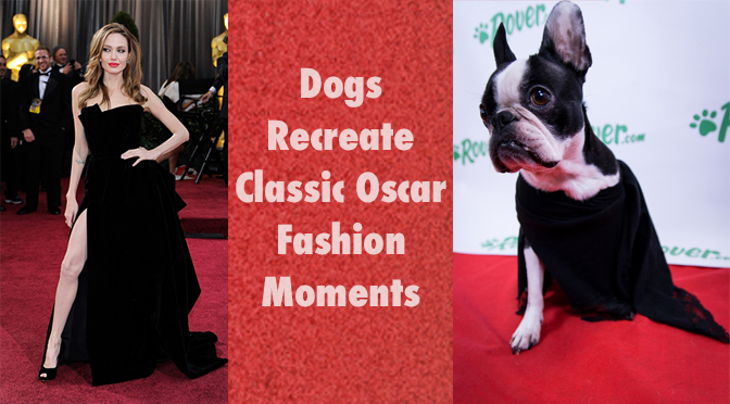 Dogs Recreate Classic Oscar Fashion Moments | The Dog People by Rover.com
