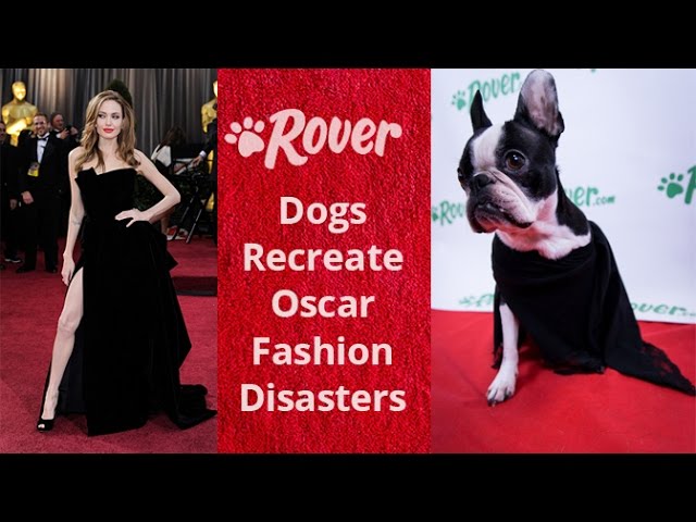 Dogs Recreate Classic Oscar Fashion Moments | The Dog People by Rover.com