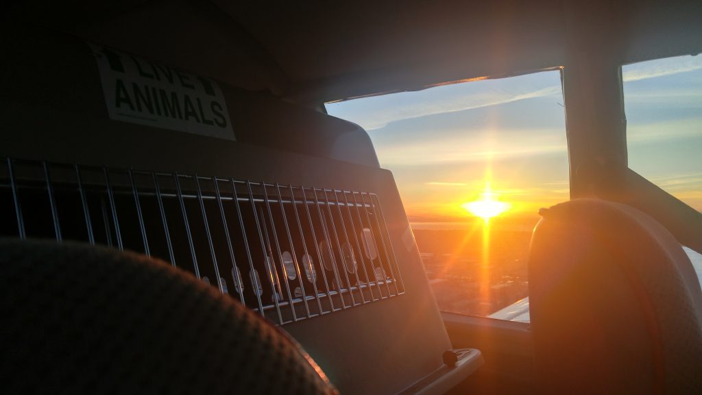 Rover Employee Flies Rescue Dog to Their New Home