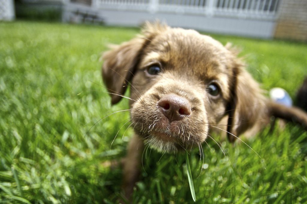 The Science Of Dog Naming Tips To Choosing The Perfect Moniker