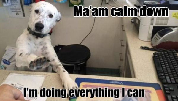 How to Make Your Senior Dog As Happy As Can Be | Rover.com