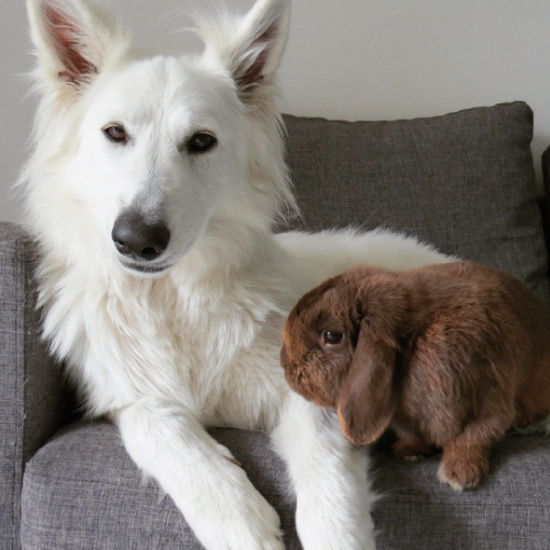 Nothing is Cuter Than These Dogs Playing With Bunnies | The Dog People ...