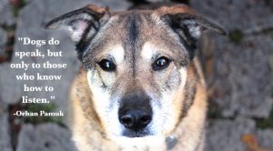 26 Inspirational Dog Quotes to Brighten Any Dog Lover's Day